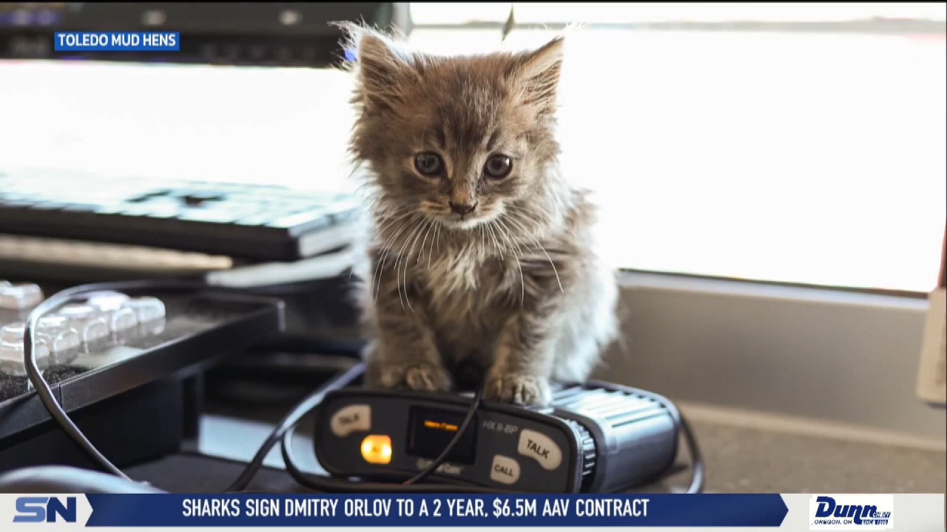 Meet The Mud Hens' New Furry Friend | BCSN